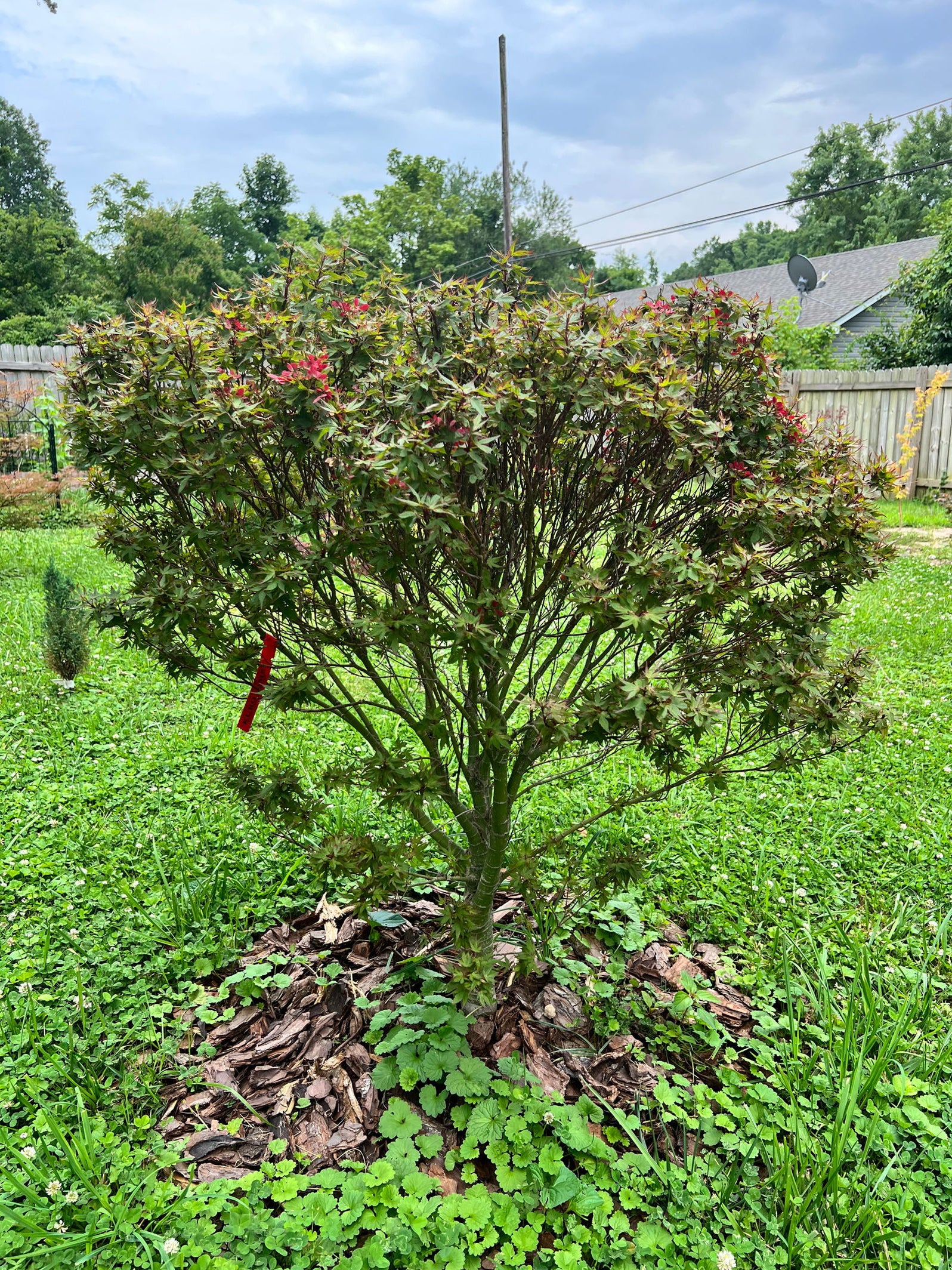 Buy Acer palmatum 'Kuro hime' Princess Japanese Maple — Mr Maple │ Buy ...
