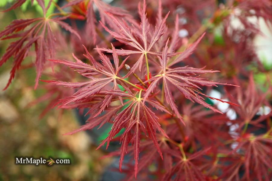 Buy Acer palmatum dissectum 'Lady Abbess' Japanese Maple — Mr Maple ...