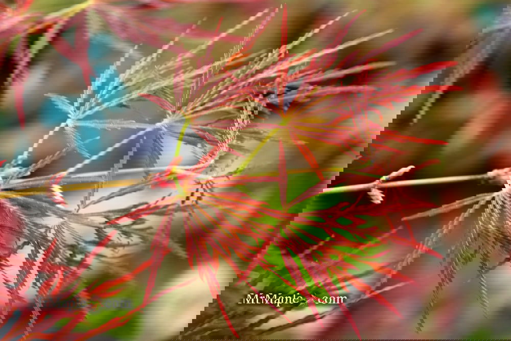 Buy Acer palmatum dissectum 'Lady Abbess' Japanese Maple — Mr Maple ...