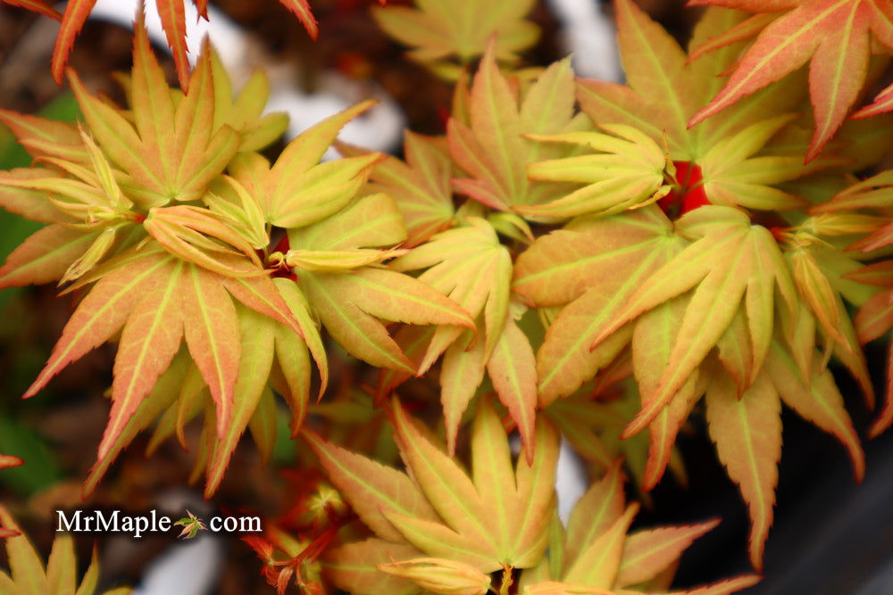 Buy Acer palmatum 'Lady Bug' Japanese Maple — Mr Maple │ Buy Japanese ...