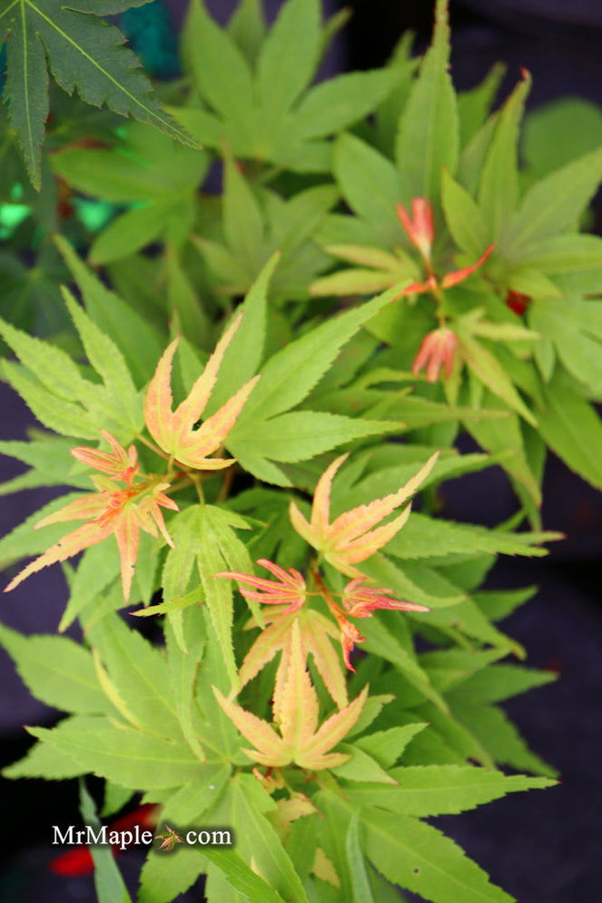 Buy Acer palmatum 'Lady Bug' Japanese Maple — Mr Maple │ Buy Japanese ...