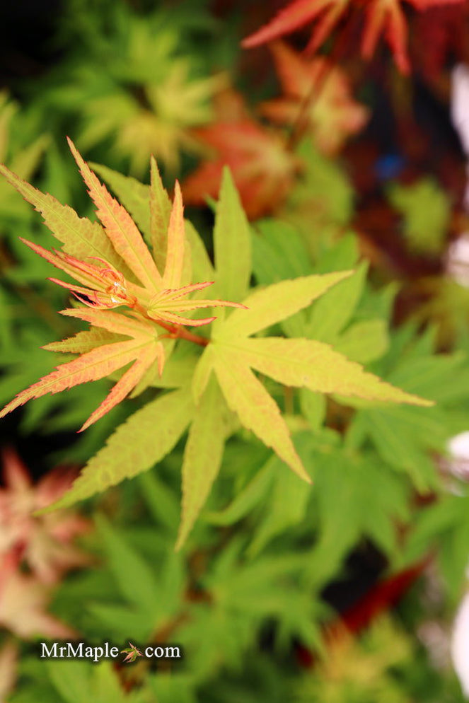 Buy Acer palmatum 'Lady Bug' Japanese Maple — Mr Maple │ Buy Japanese ...