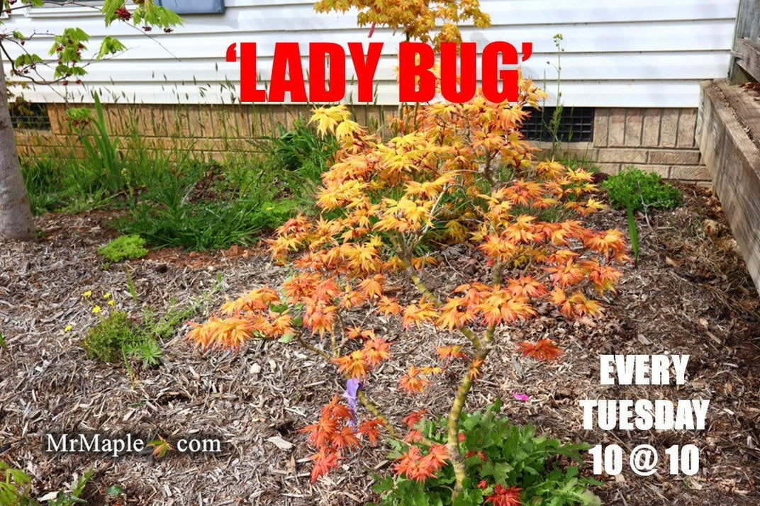Buy Acer palmatum 'Lady Bug' Japanese Maple — Mr Maple │ Buy Japanese ...