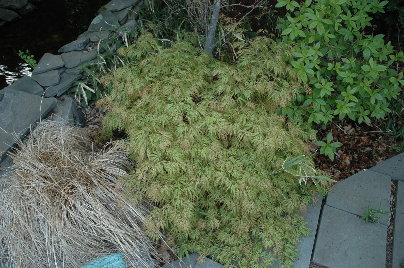 Buy Acer palmatum 'Lemon Lime Lace' Japanese Maple — Mr Maple │ Buy ...