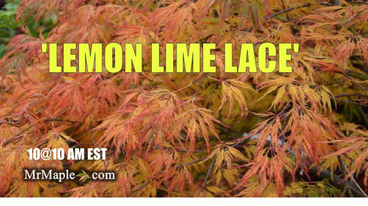 Buy Acer palmatum 'Lemon Lime Lace' Japanese Maple — Mr Maple │ Buy ...