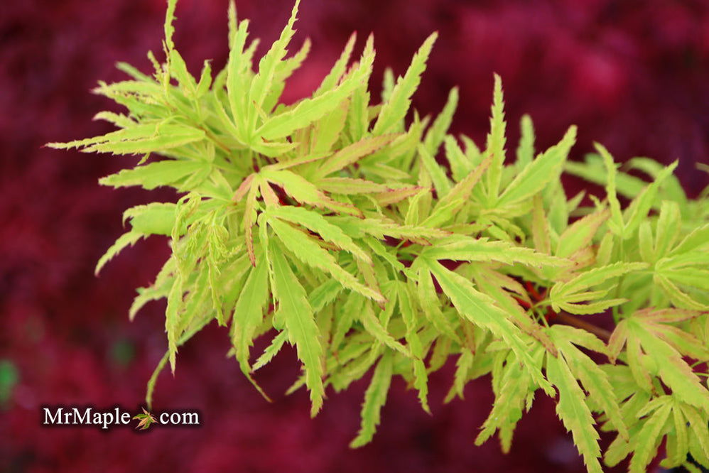 Buy Dwarf Japanese Maples — Mr Maple │ Buy Japanese Maple Trees