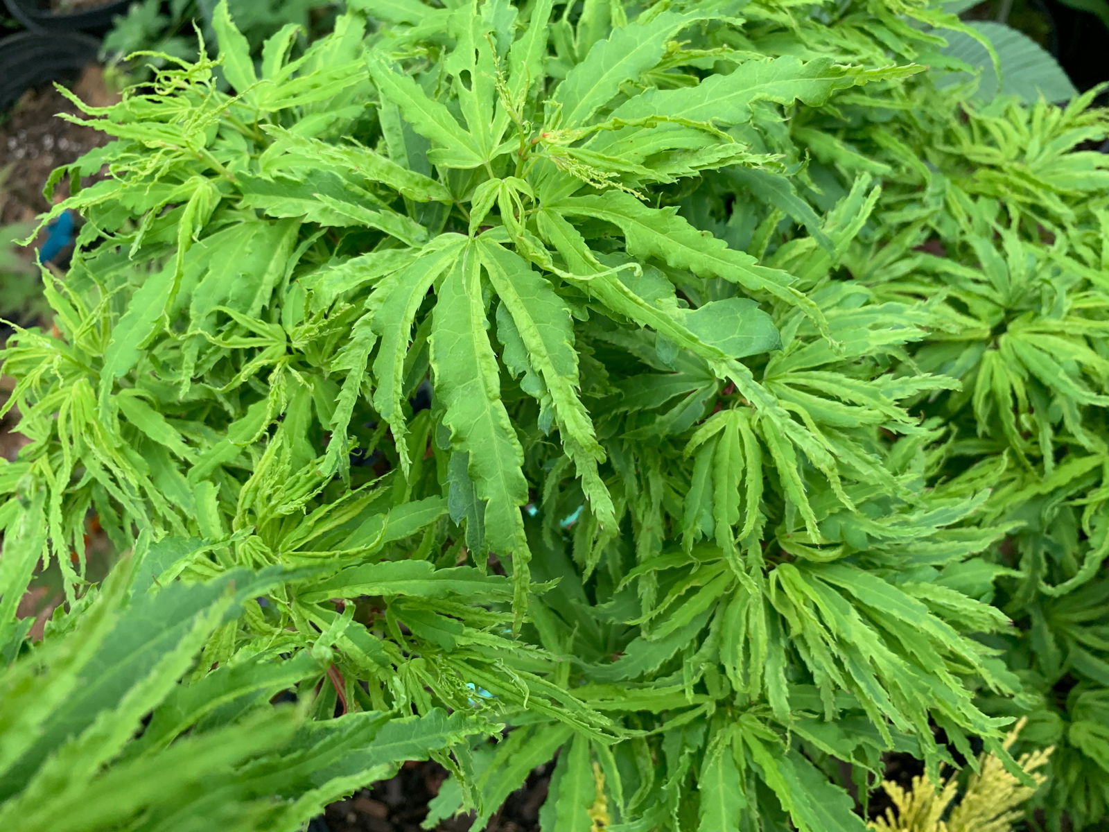 Buy Acer palmatum 'Lily Pad' Dwarf Japanese Maple — Mr Maple │ Buy ...