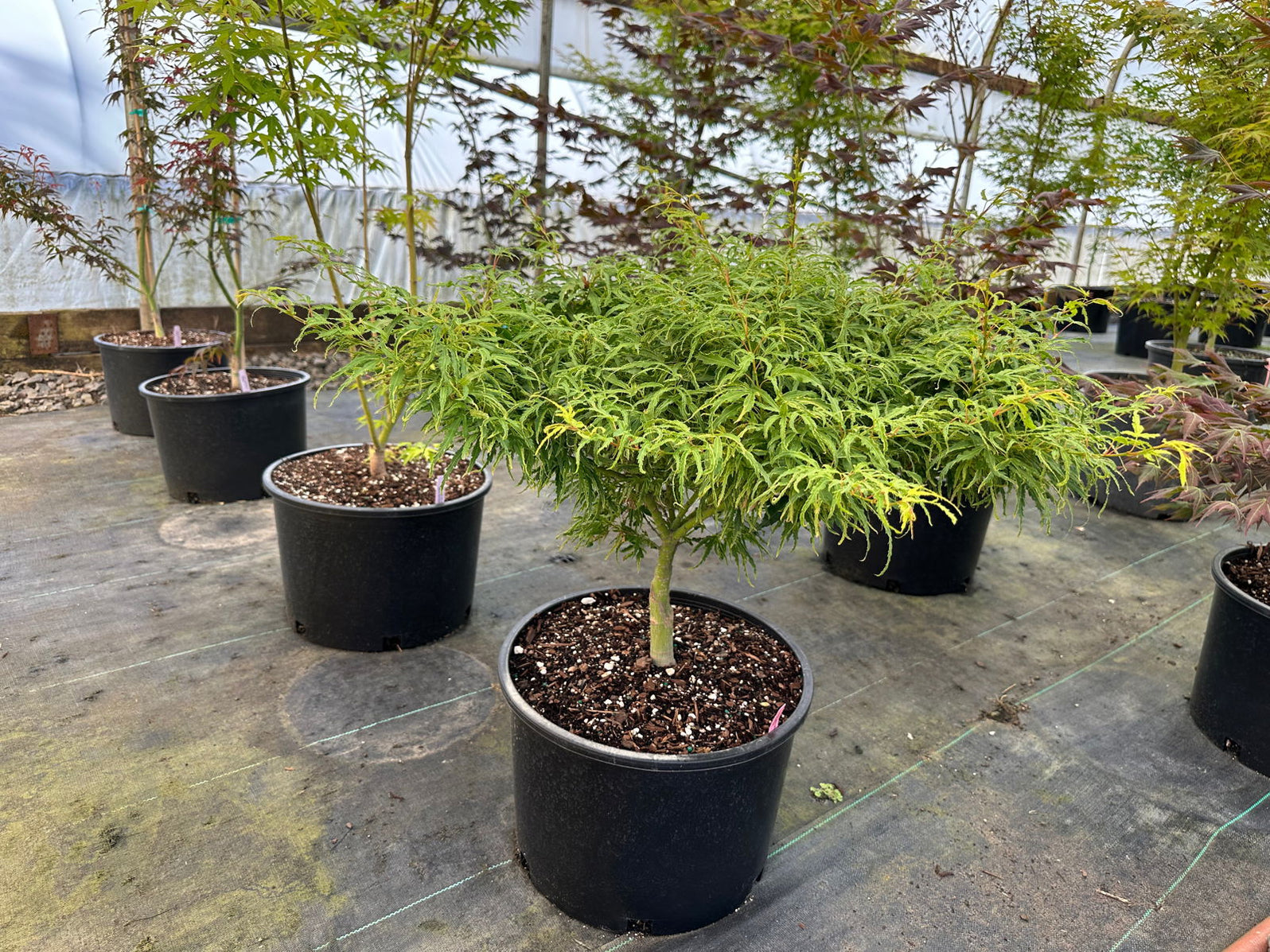 Buy Acer palmatum 'Lily Pad' Dwarf Japanese Maple — Mr Maple │ Buy ...