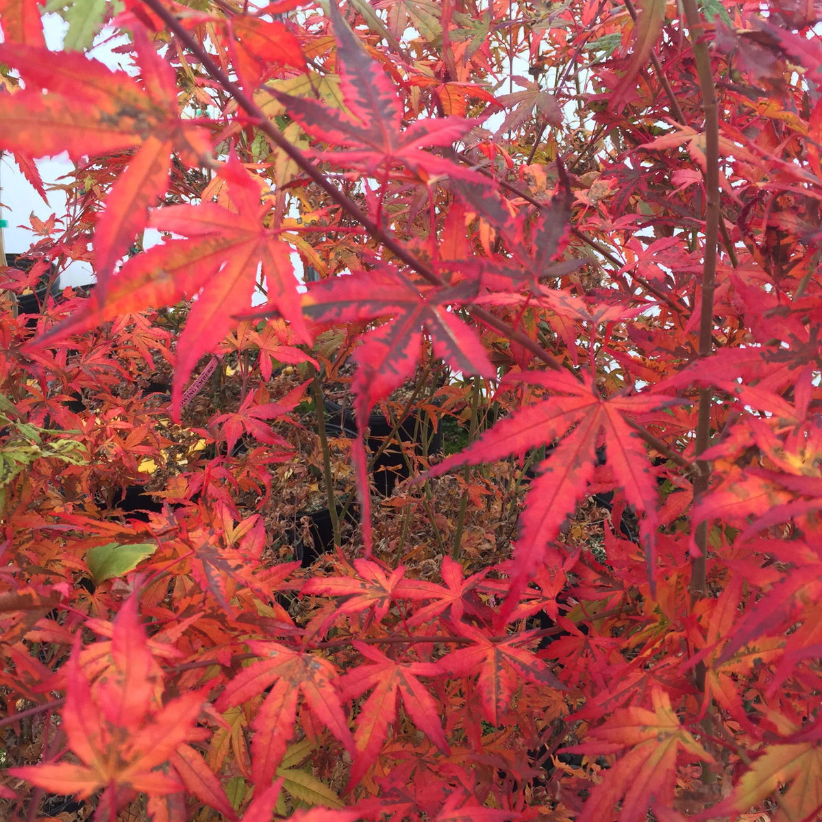Buy Acer palmatum 'Little Embers' Japanese Maple — Mr Maple │ Buy ...