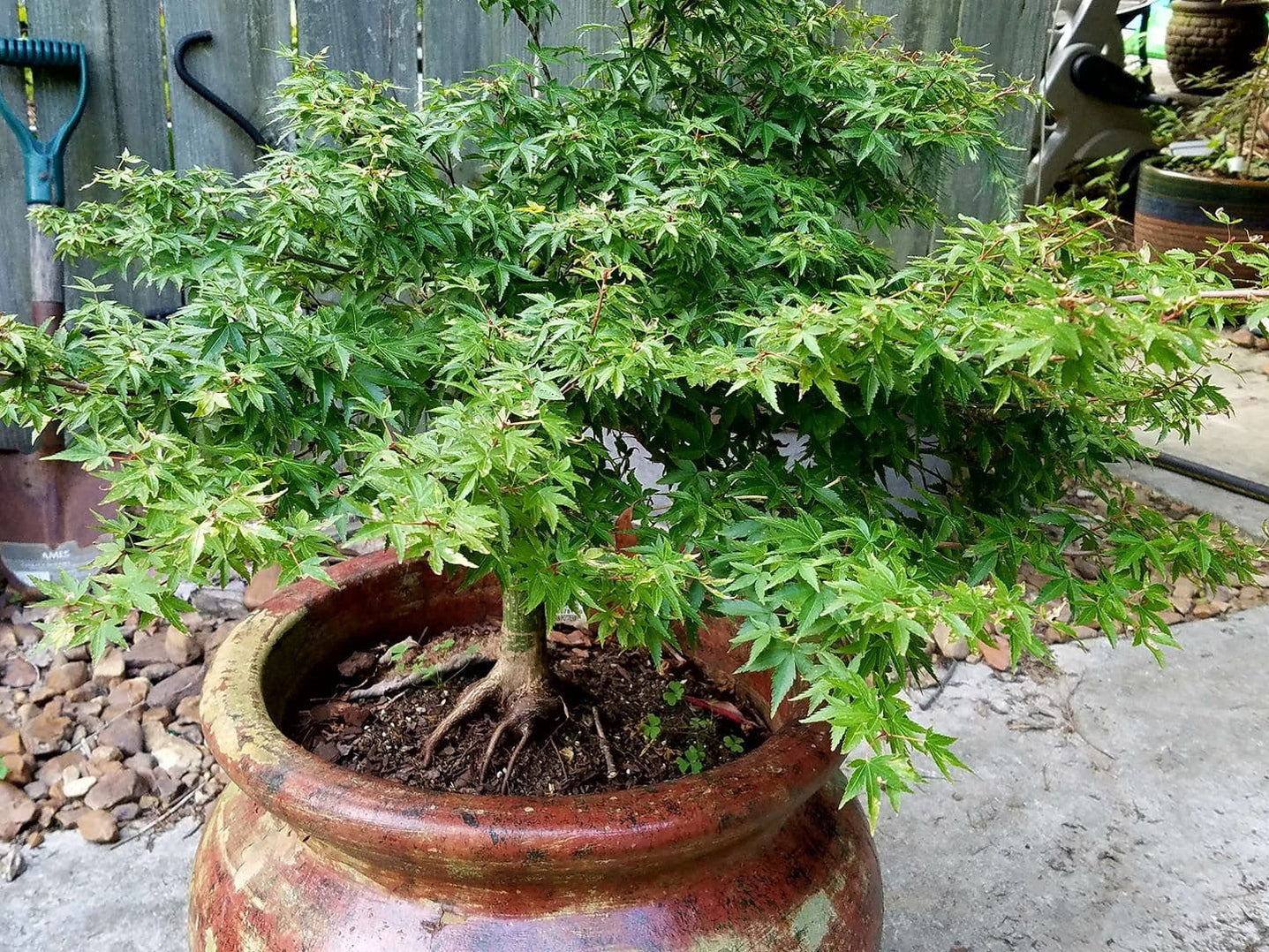 Buy Acer palmatum 'Little Margie' Dwarf Japanese Maple — Mr Maple │ Buy ...