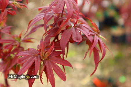 Buy Acer palmatum 'Little Red' Japanese Maple — Mr Maple │ Buy Japanese ...