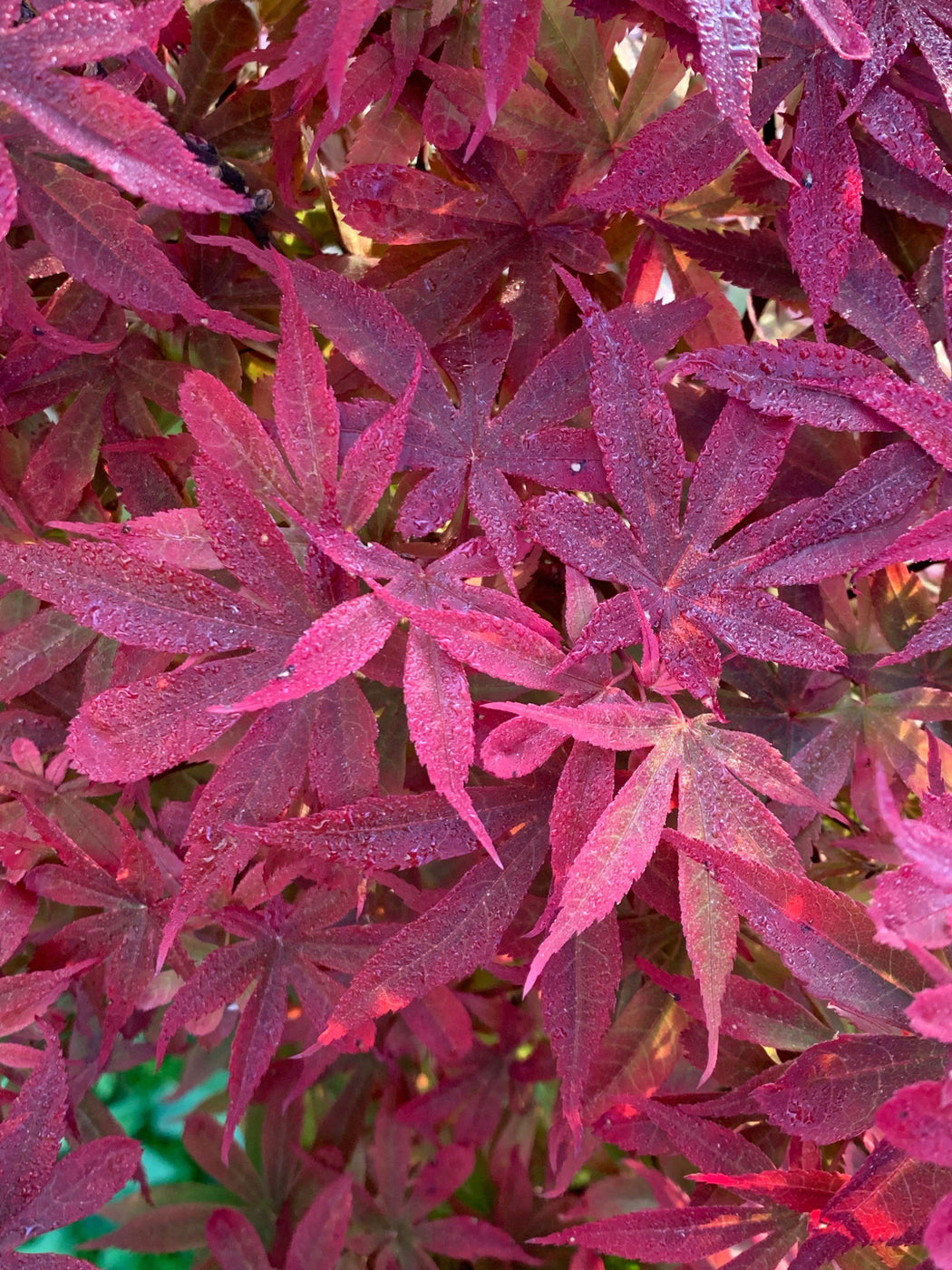 Buy Acer palmatum 'Little Red' Japanese Maple — Mr Maple │ Buy Japanese ...
