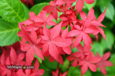 Buy Acer palmatum 'Little Red' Japanese Maple — Mr Maple │ Buy Japanese ...