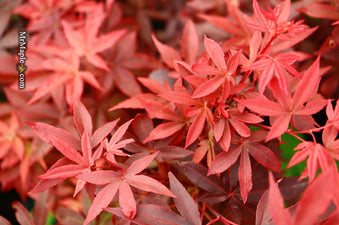 Buy Acer palmatum 'Little Red' Japanese Maple — Mr Maple │ Buy Japanese ...