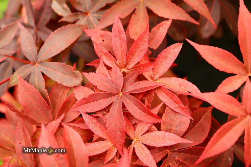 Buy Acer palmatum 'Little Red' Japanese Maple — Mr Maple │ Buy Japanese ...