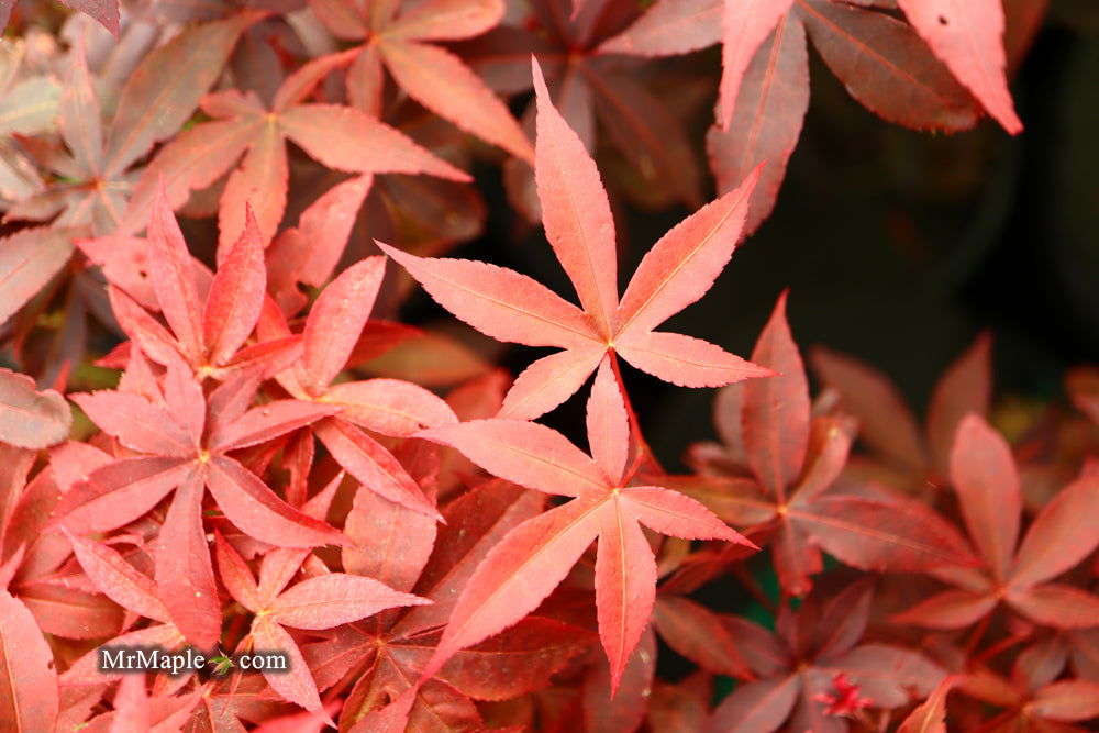 Buy Acer palmatum 'Little Red' Japanese Maple — Mr Maple │ Buy Japanese ...