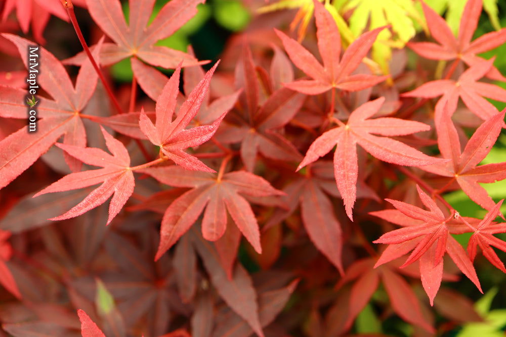 Buy Acer palmatum 'Little Red' Japanese Maple — Mr Maple │ Buy Japanese ...