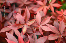 Buy Acer palmatum 'Little Red' Japanese Maple — Mr Maple │ Buy Japanese ...