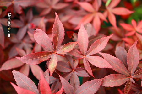 Buy Acer palmatum 'Little Red' Japanese Maple — Mr Maple │ Buy Japanese ...