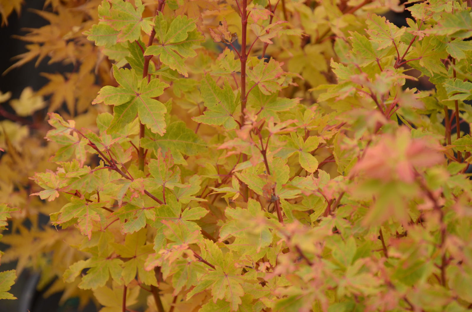 Buy Acer palmatum 'Little Sango' Dwarf Coral Bark Japanese Maple — Mr ...