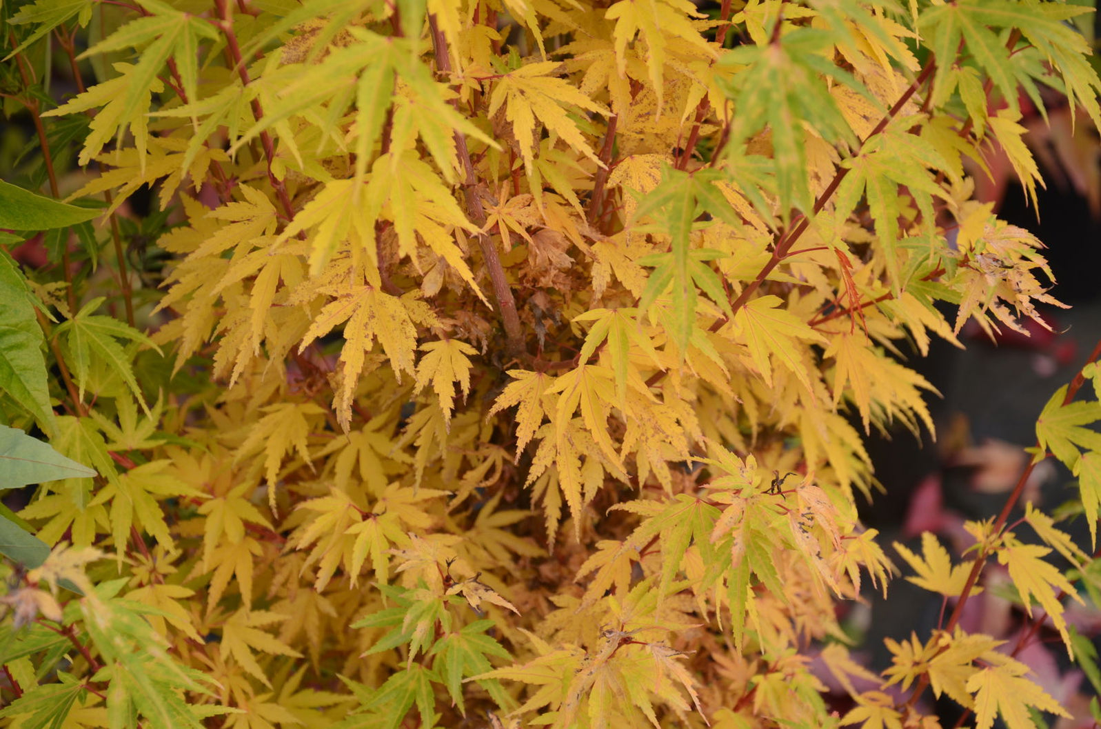 Buy Acer palmatum 'Little Sango' Dwarf Coral Bark Japanese Maple — Mr ...