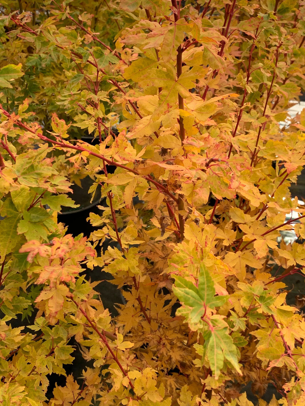 Buy Acer palmatum 'Little Sango' Dwarf Coral Bark Japanese Maple — Mr ...