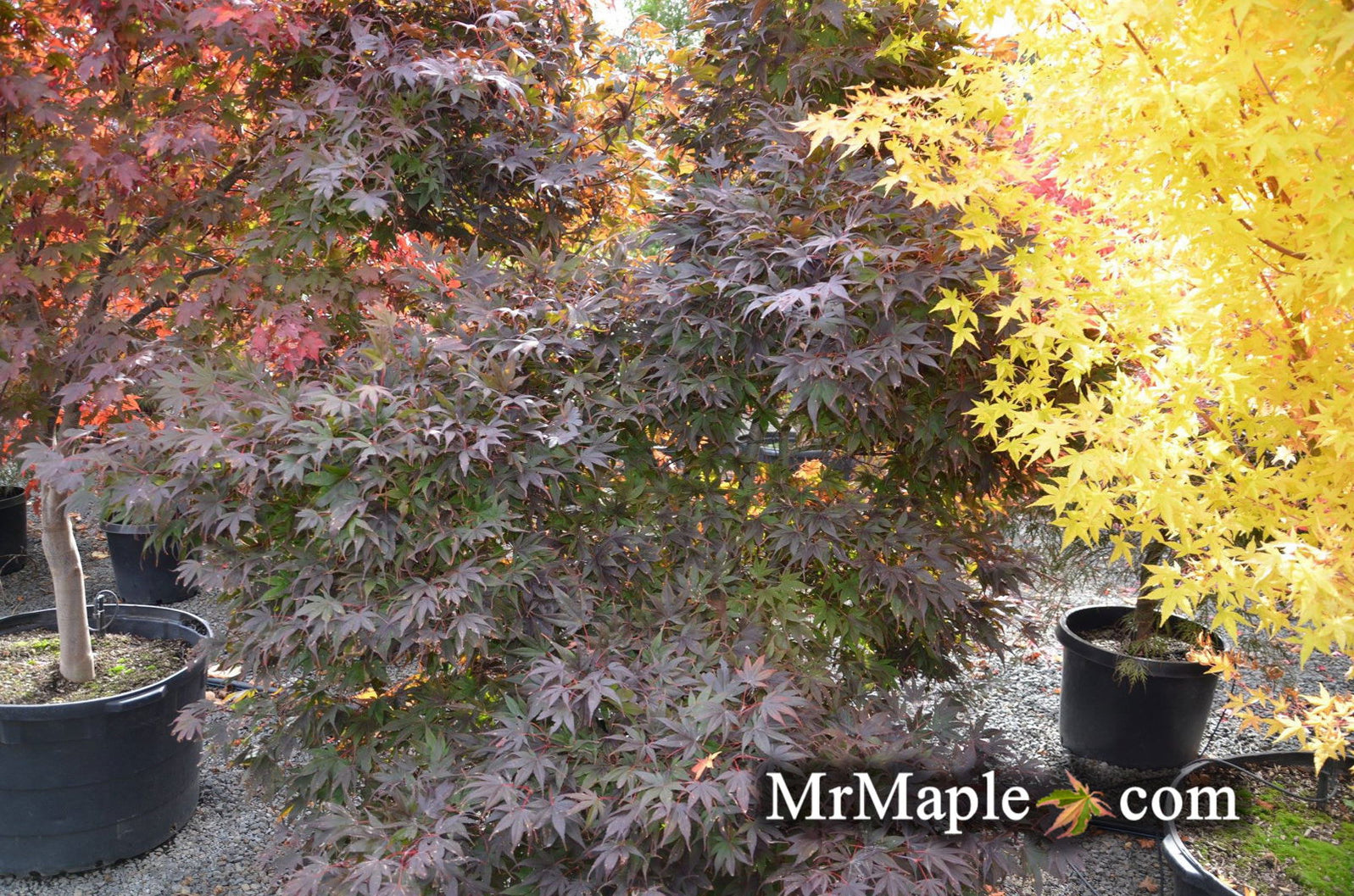 Buy Acer palmatum 'Livy' Dwarf Red Japanese Maple — Mr Maple │ Buy ...