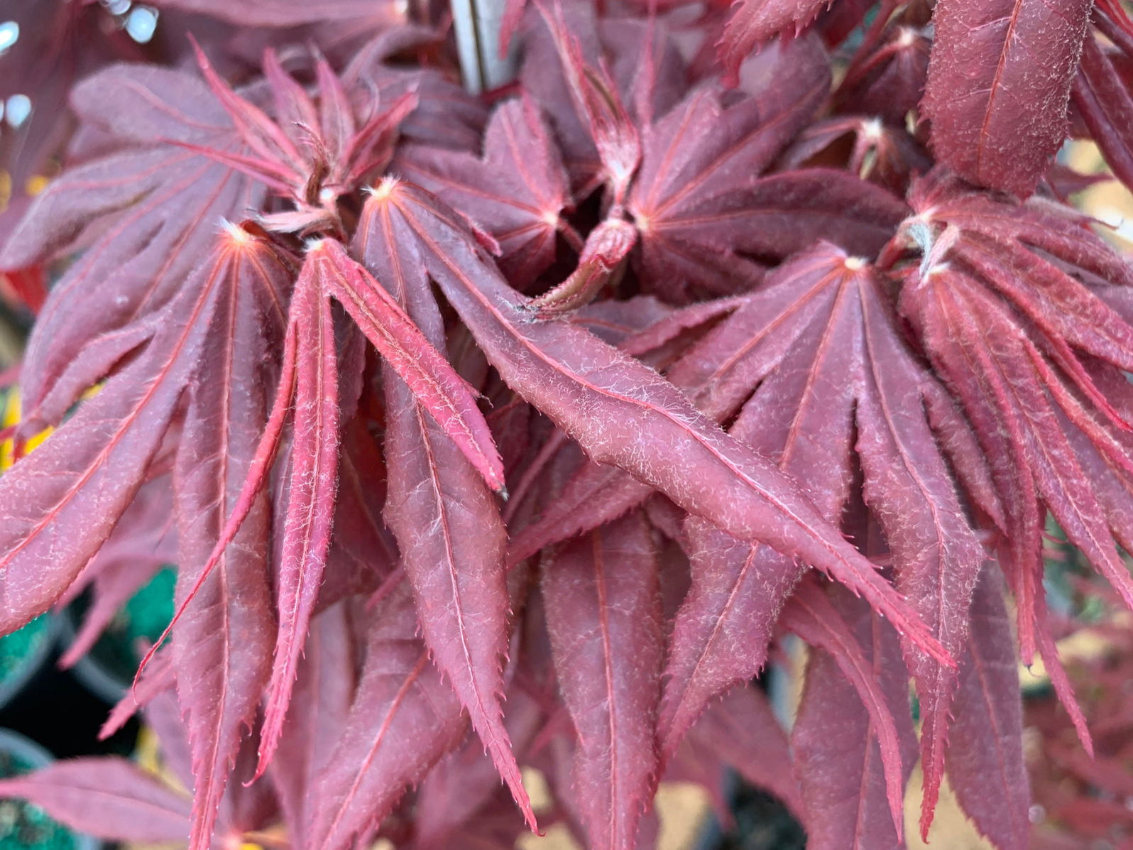 Buy Acer palmatum 'Livy' Dwarf Red Japanese Maple — Mr Maple │ Buy ...