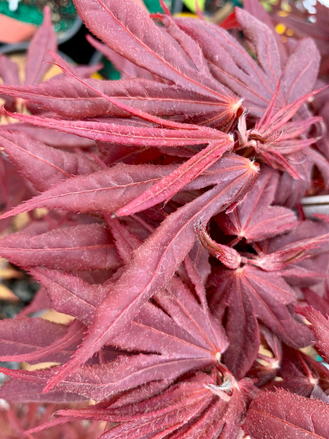 Buy Acer palmatum 'Livy' Dwarf Red Japanese Maple — Mr Maple │ Buy ...