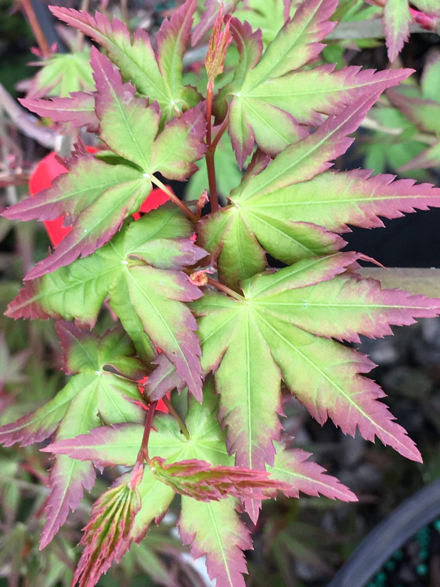 Buy Weeping Japanese Maples — Mr Maple │ Buy Japanese Maple Trees
