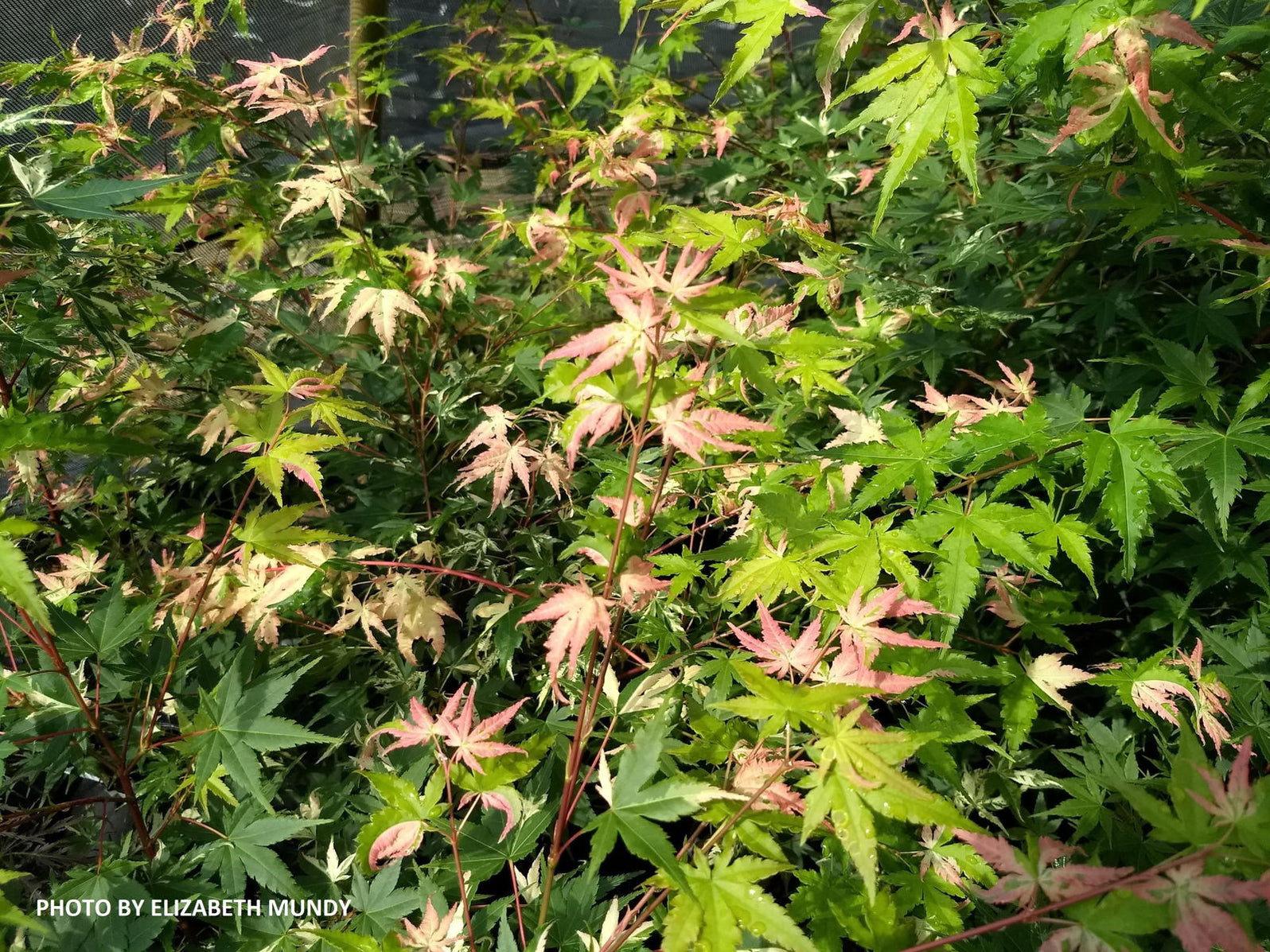 Buy Acer palmatum 'Mai zuru' Pink Variegated Japanese Maple — Mr Maple ...