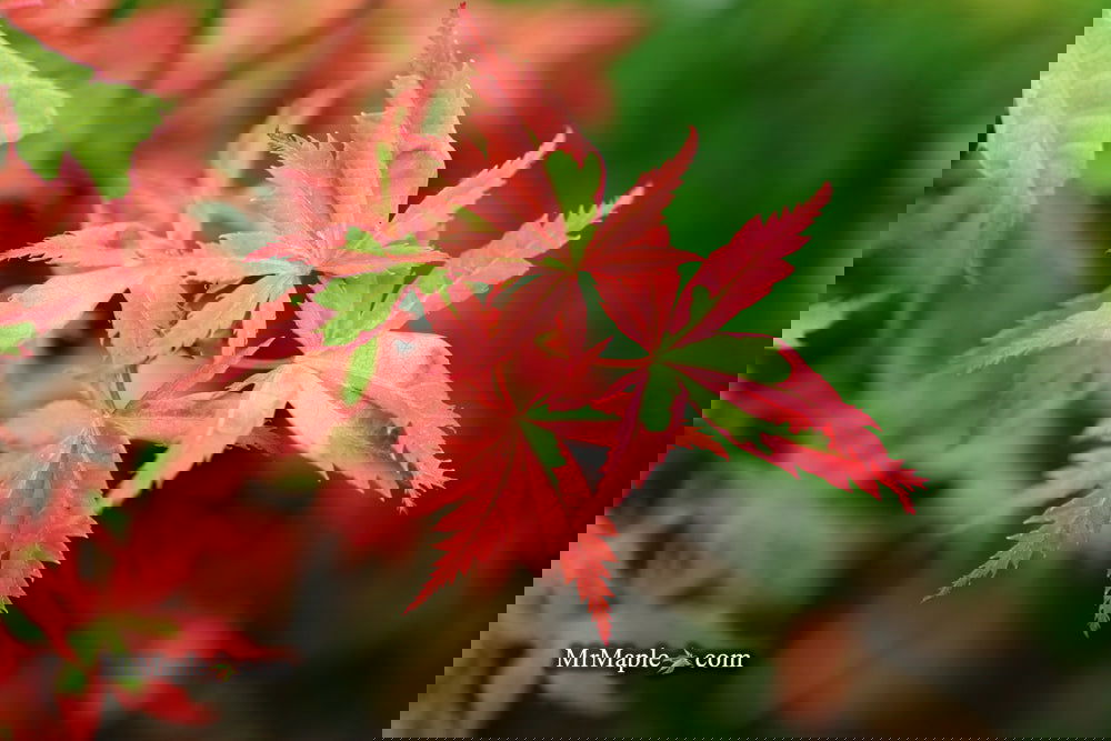 Buy Acer palmatum 'Mama Fu' Pink Japanese Maple — Mr Maple │ Buy ...