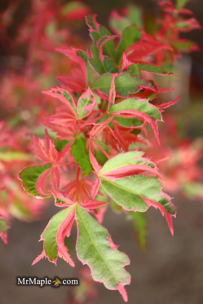 Buy Acer palmatum 'Mama Fu' Pink Japanese Maple — Mr Maple │ Buy ...