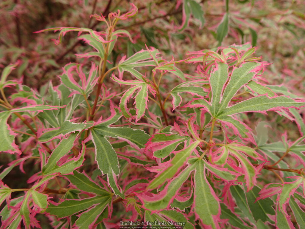 Buy Acer palmatum 'Marlo' Pink Variegated Japanese Maple — Mr Maple ...