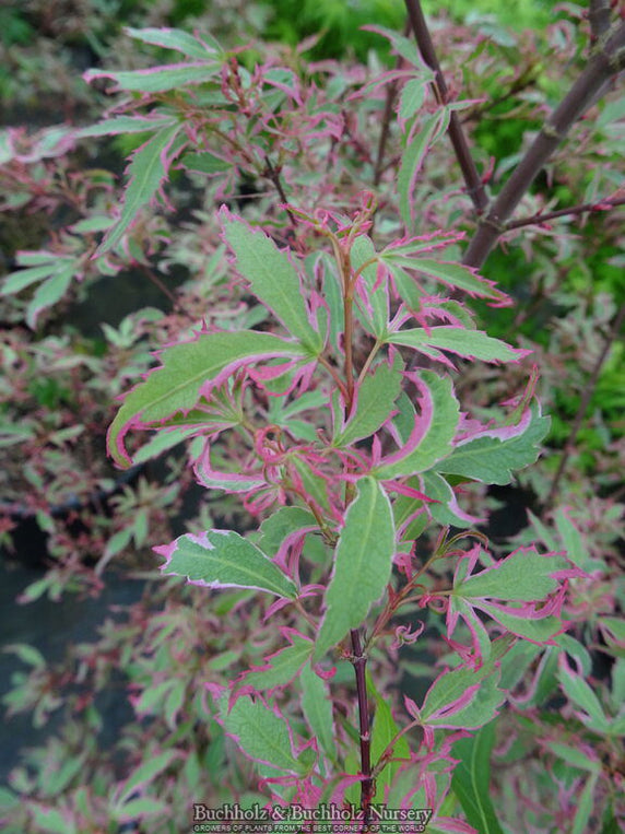 Buy Acer palmatum 'Marlo' Pink Variegated Japanese Maple — Mr Maple ...