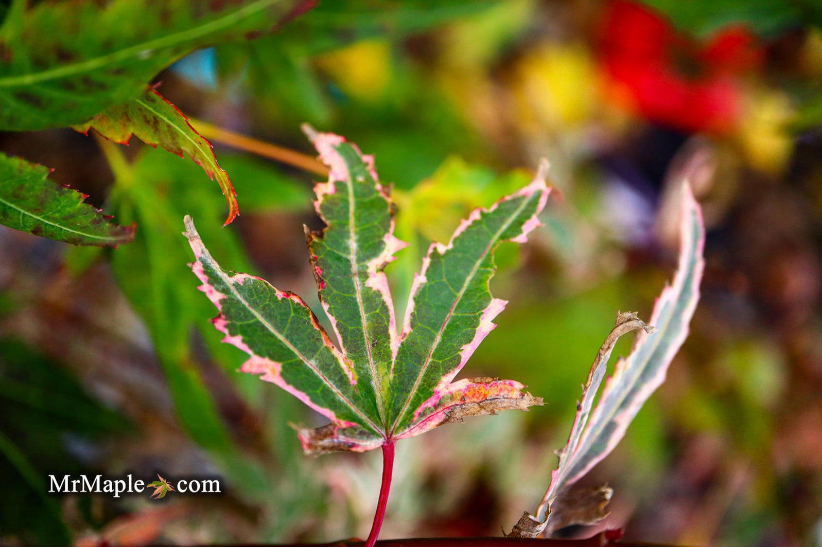 Buy Acer palmatum 'Marlo' Pink Variegated Japanese Maple — Mr Maple ...