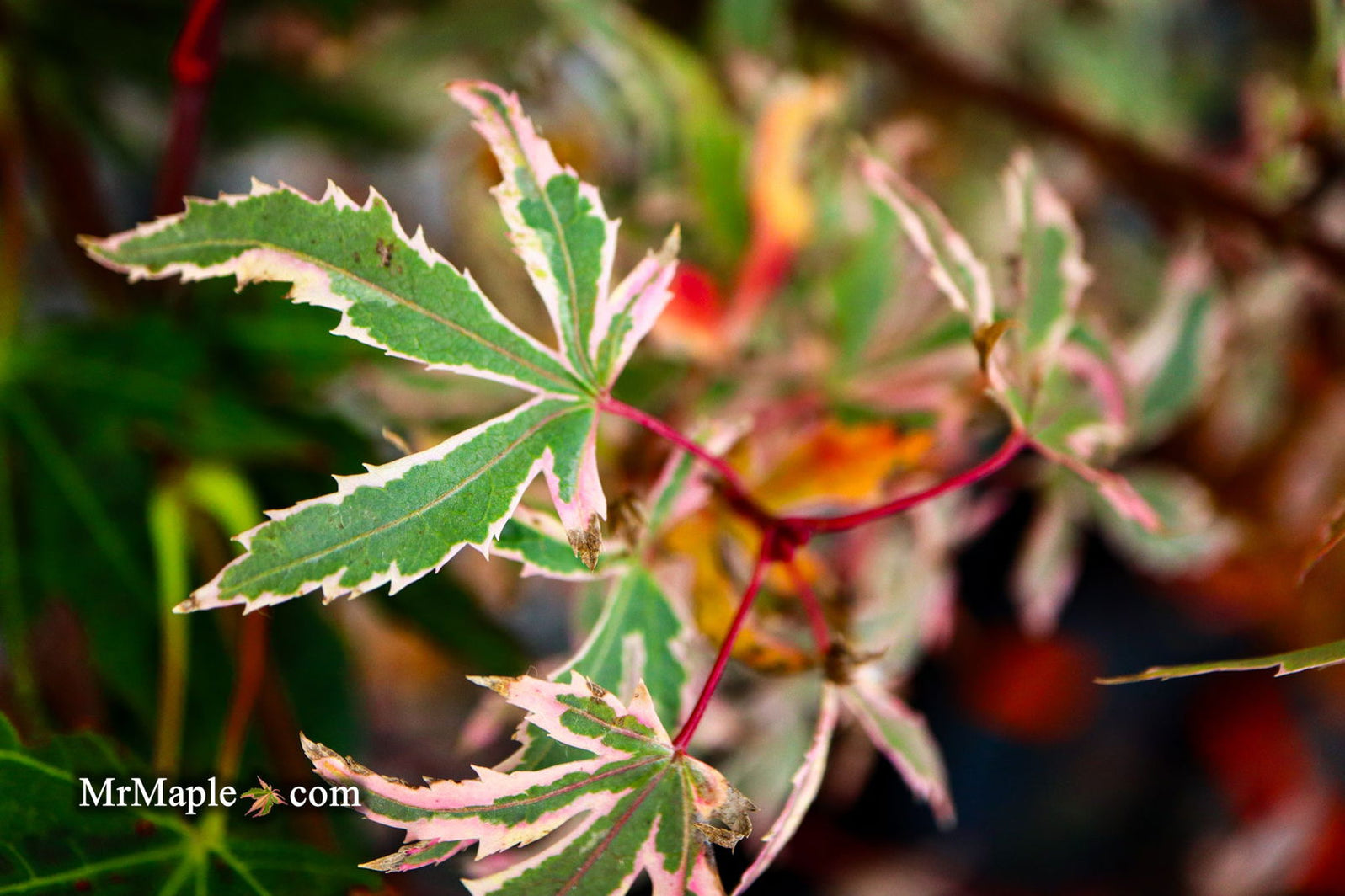 Buy Acer palmatum 'Marlo' Pink Variegated Japanese Maple — Mr Maple ...