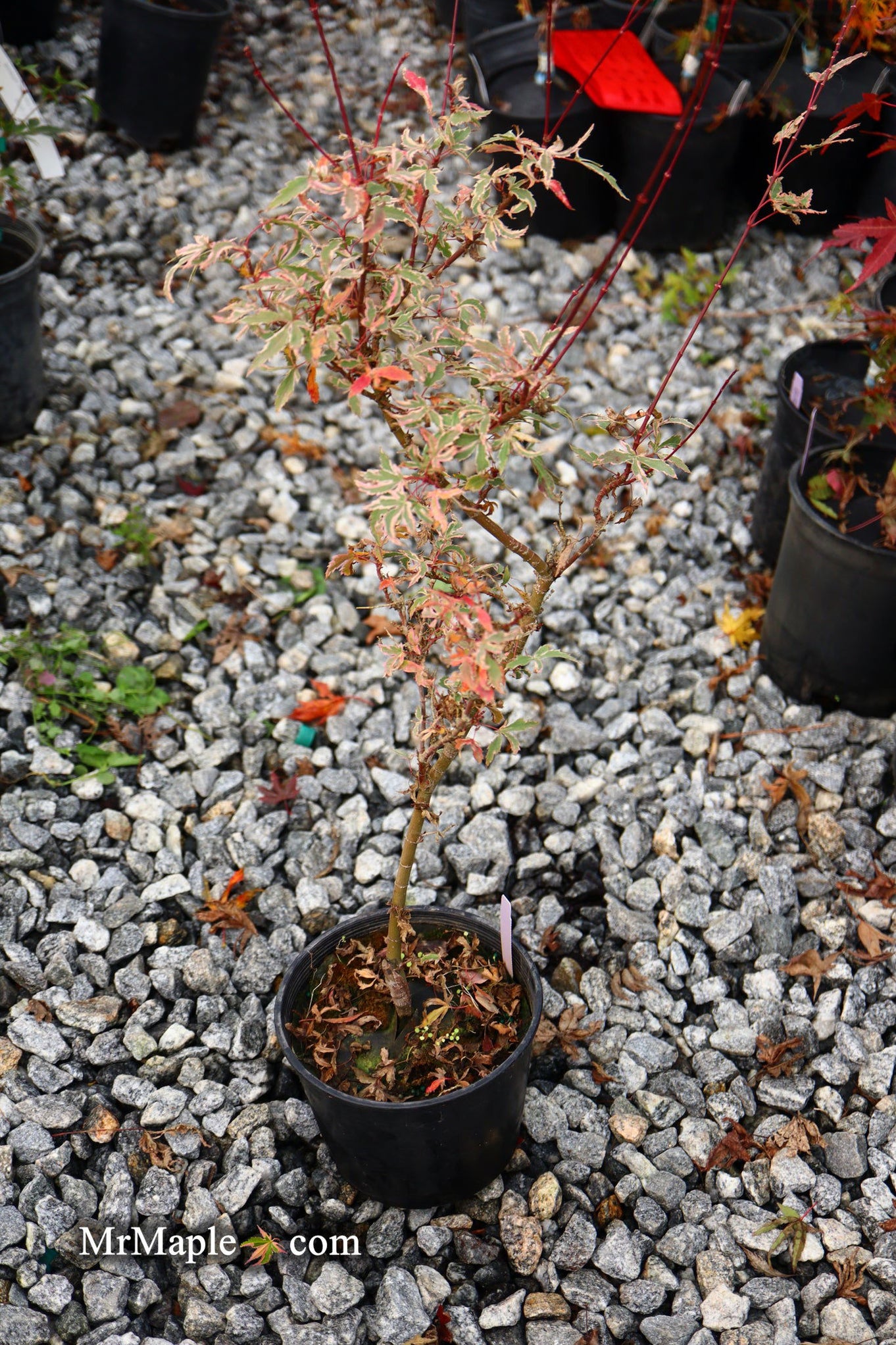 Buy Acer palmatum 'Marlo' Pink Variegated Japanese Maple — Mr Maple ...