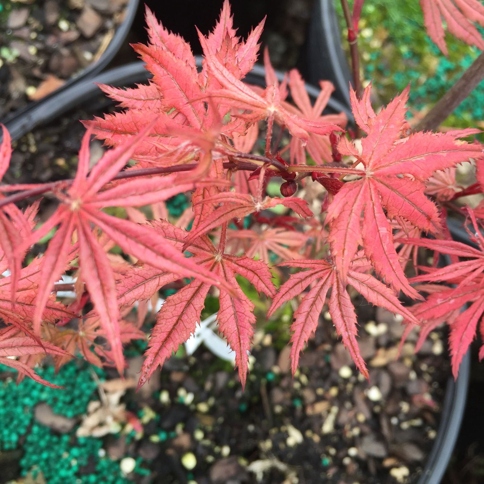 Buy Acer palmatum 'Martha Ghost' Japanese Maple — Mr Maple │ Buy ...