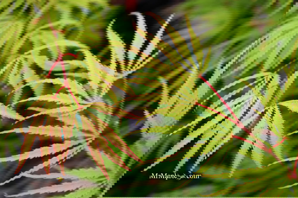 Buy Acer palmatum dissectum 'Midori-no-teiboku' Weeping Japanese Maple ...