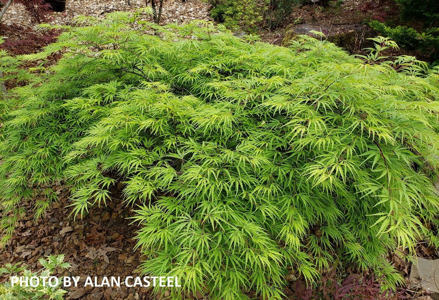 Buy Dwarf Japanese Maples — Mr Maple │ Buy Japanese Maple Trees