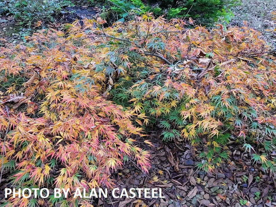 Buy Acer palmatum dissectum 'Midori-no-teiboku' Weeping Japanese Maple ...