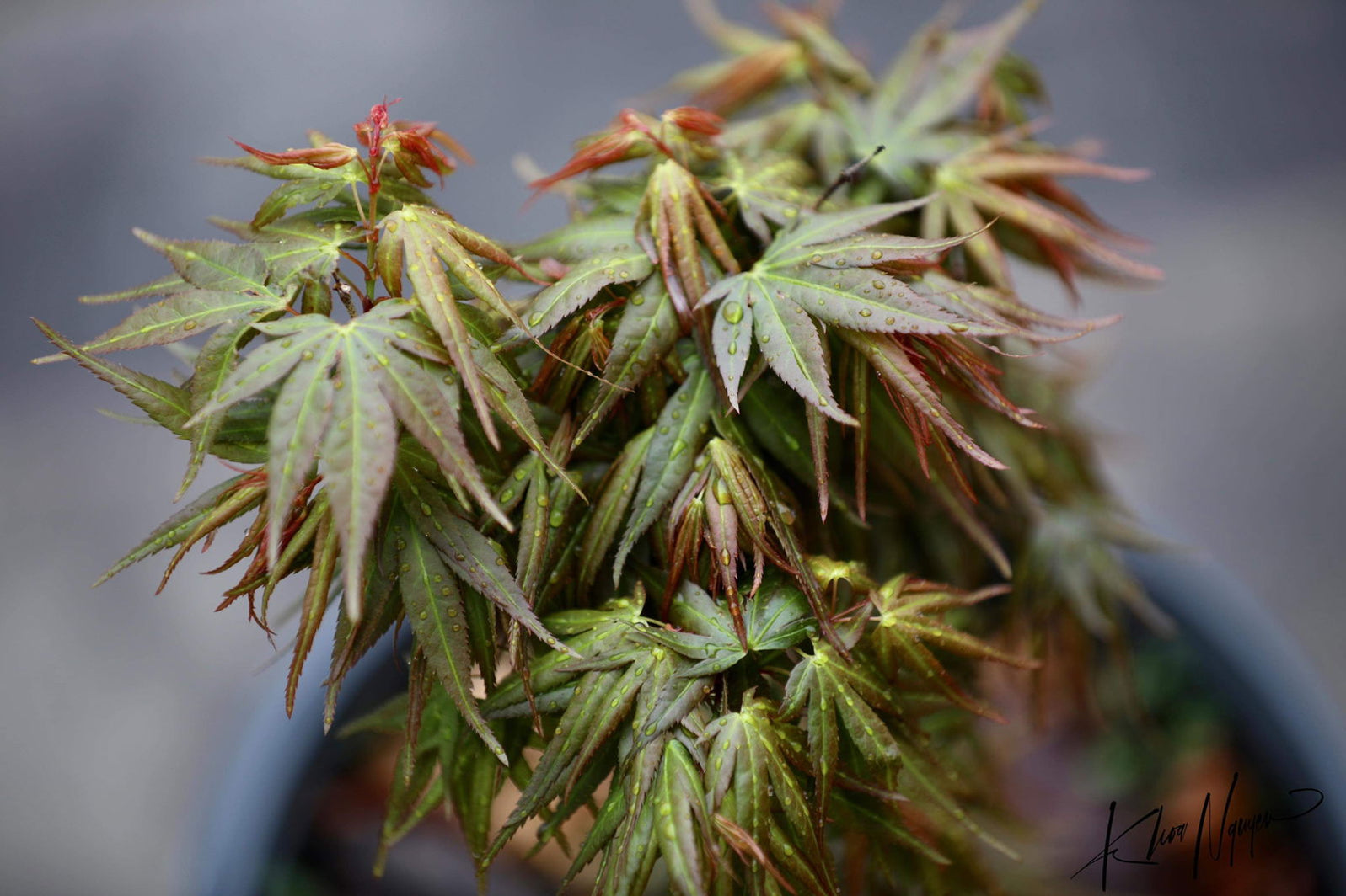 Buy Acer palmatum 'Mikawa kaen' Dwarf Japanese Maple — Mr Maple │ Buy ...