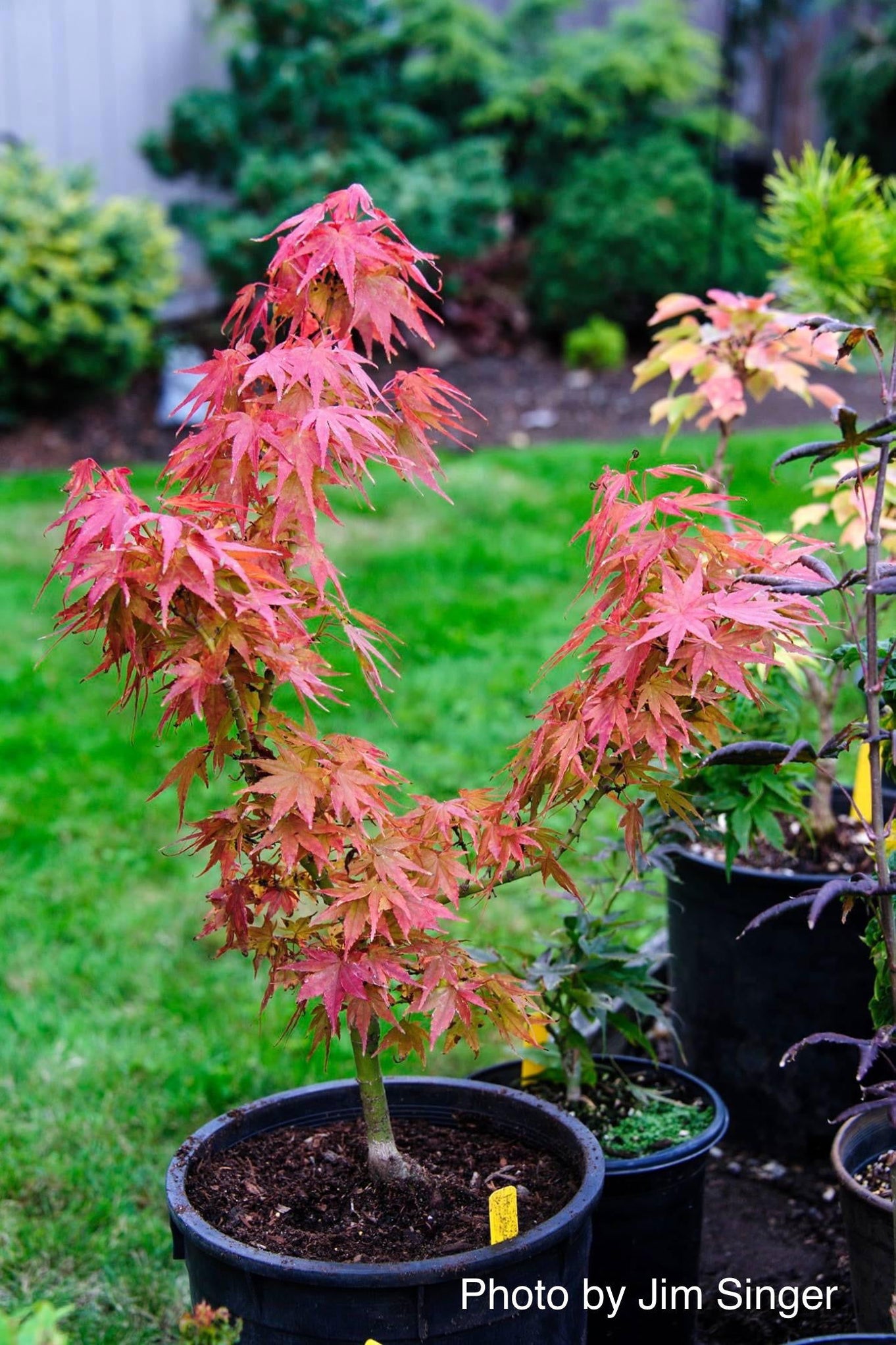 Buy Acer palmatum 'Mikawa x sharps' Dwarf Japanese Maple — Mr Maple ...