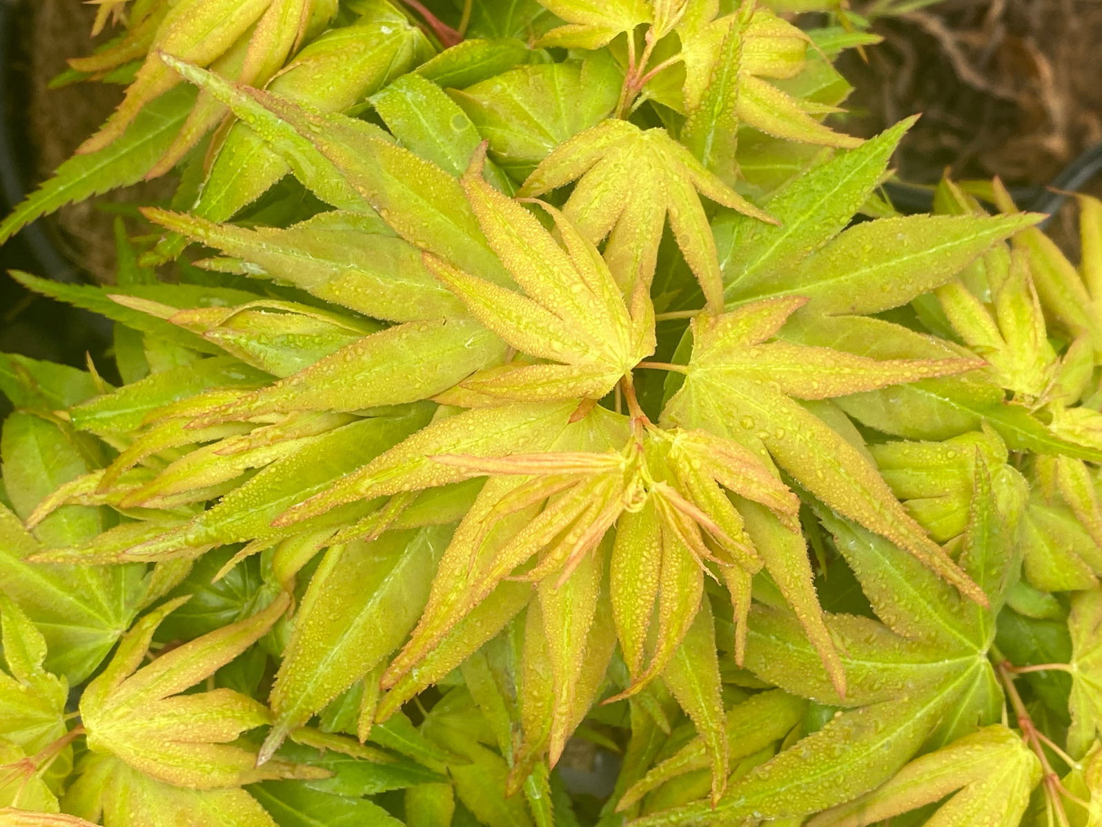 Buy Green Japanese Maples — Mr Maple │ Buy Japanese Maple Trees
