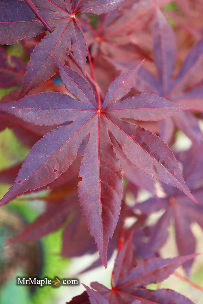 Buy Acer palmatum 'Millstone Dark Red' Japanese Maple — Mr Maple │ Buy ...