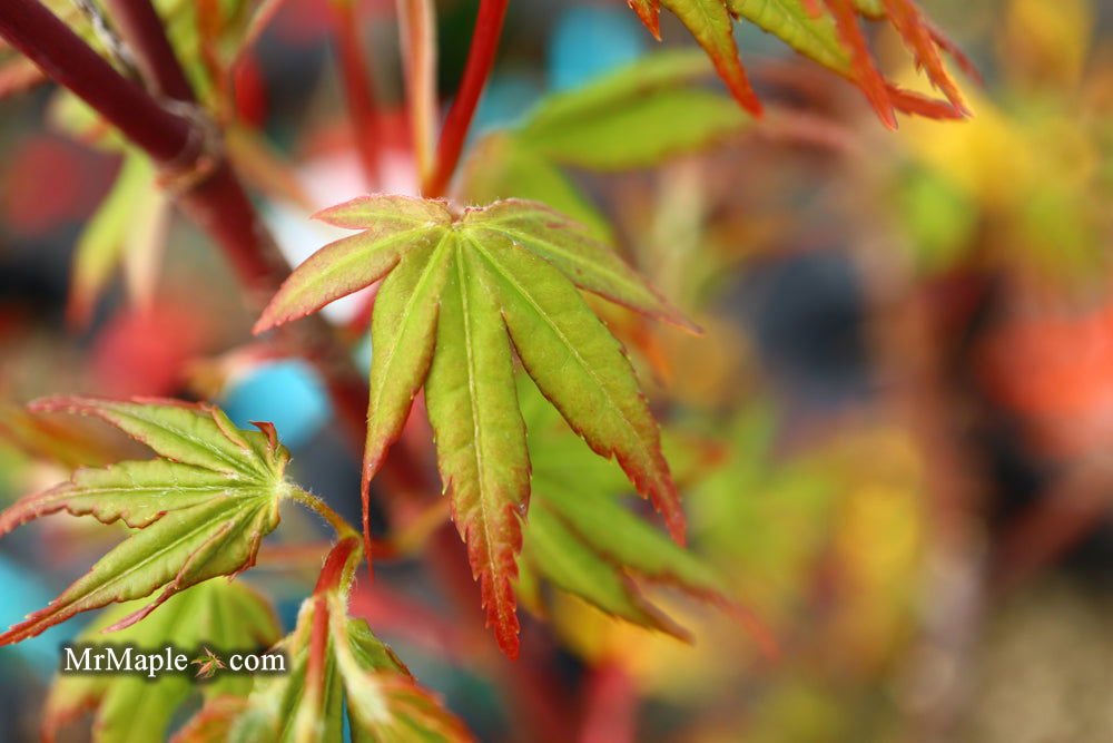 Buy Acer palmatum 'Millstone Pinkie' Rare Japanese Maple — Mr Maple ...