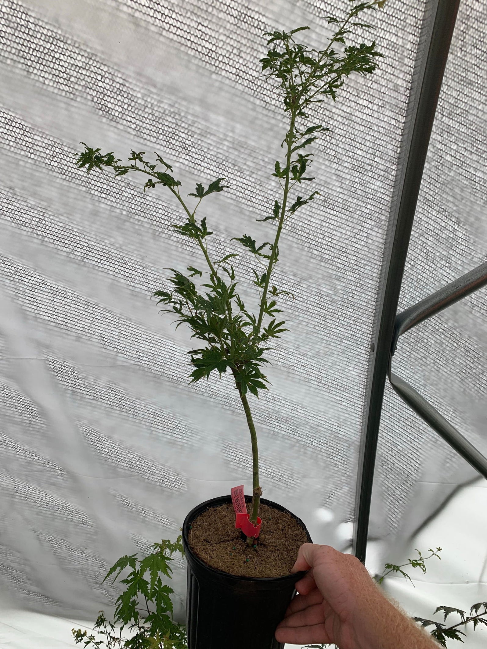 Buy Acer palmatum 'Mini Mondo' Dwarf Japanese Maple — Mr Maple │ Buy ...