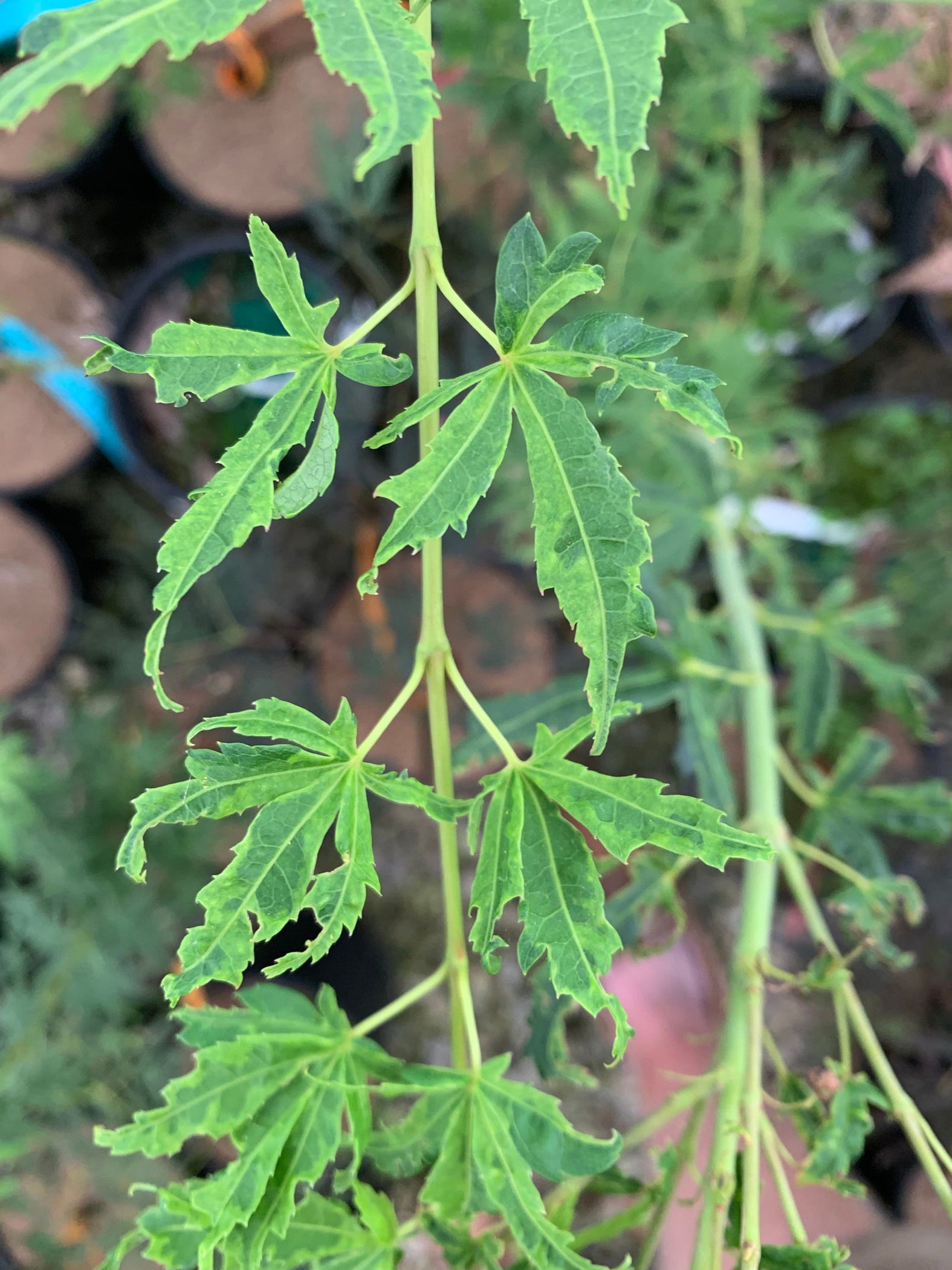 Buy Acer palmatum 'Mini Mondo' Dwarf Japanese Maple — Mr Maple │ Buy ...