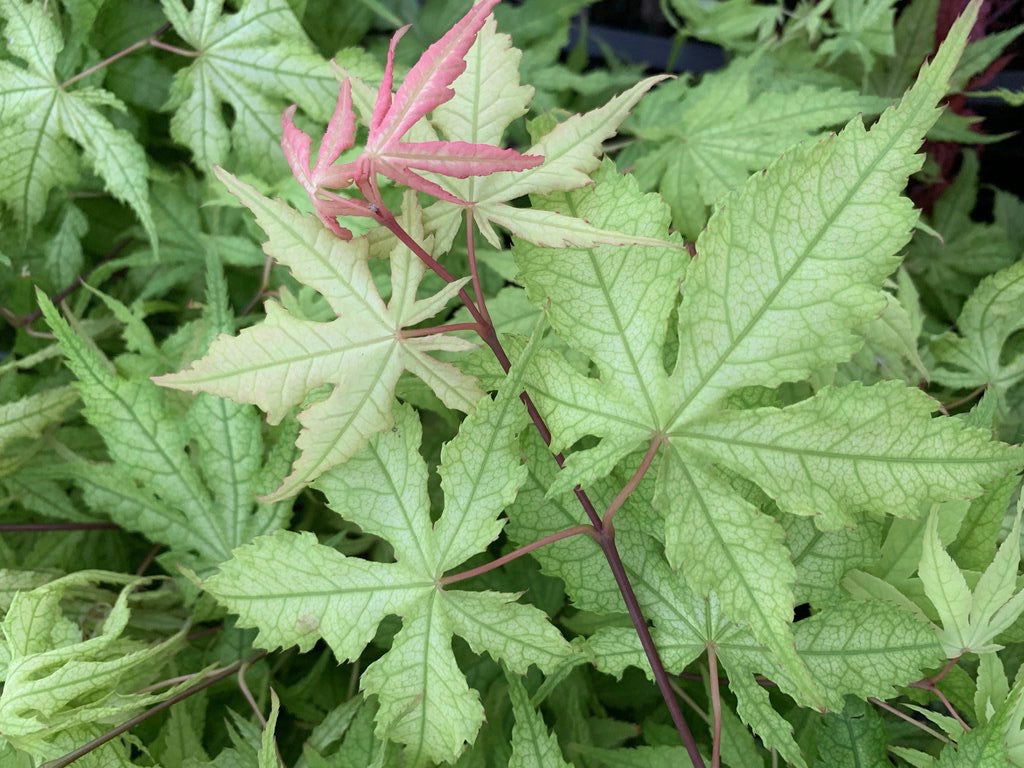 Buy Variegated Japanese Maples — Mr Maple │ Buy Japanese Maple Trees